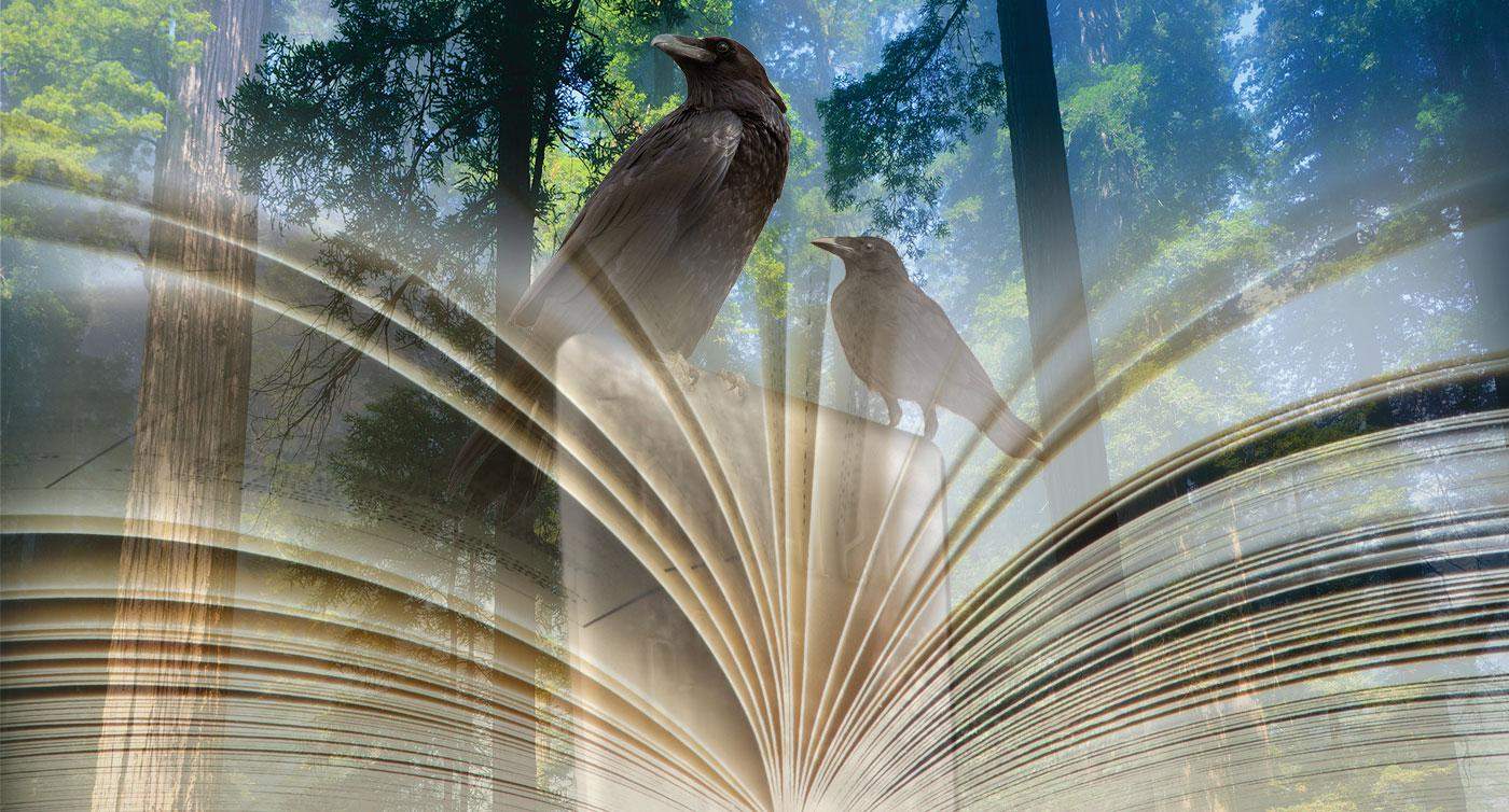 Book Design & Publishing | Crawshaw Design